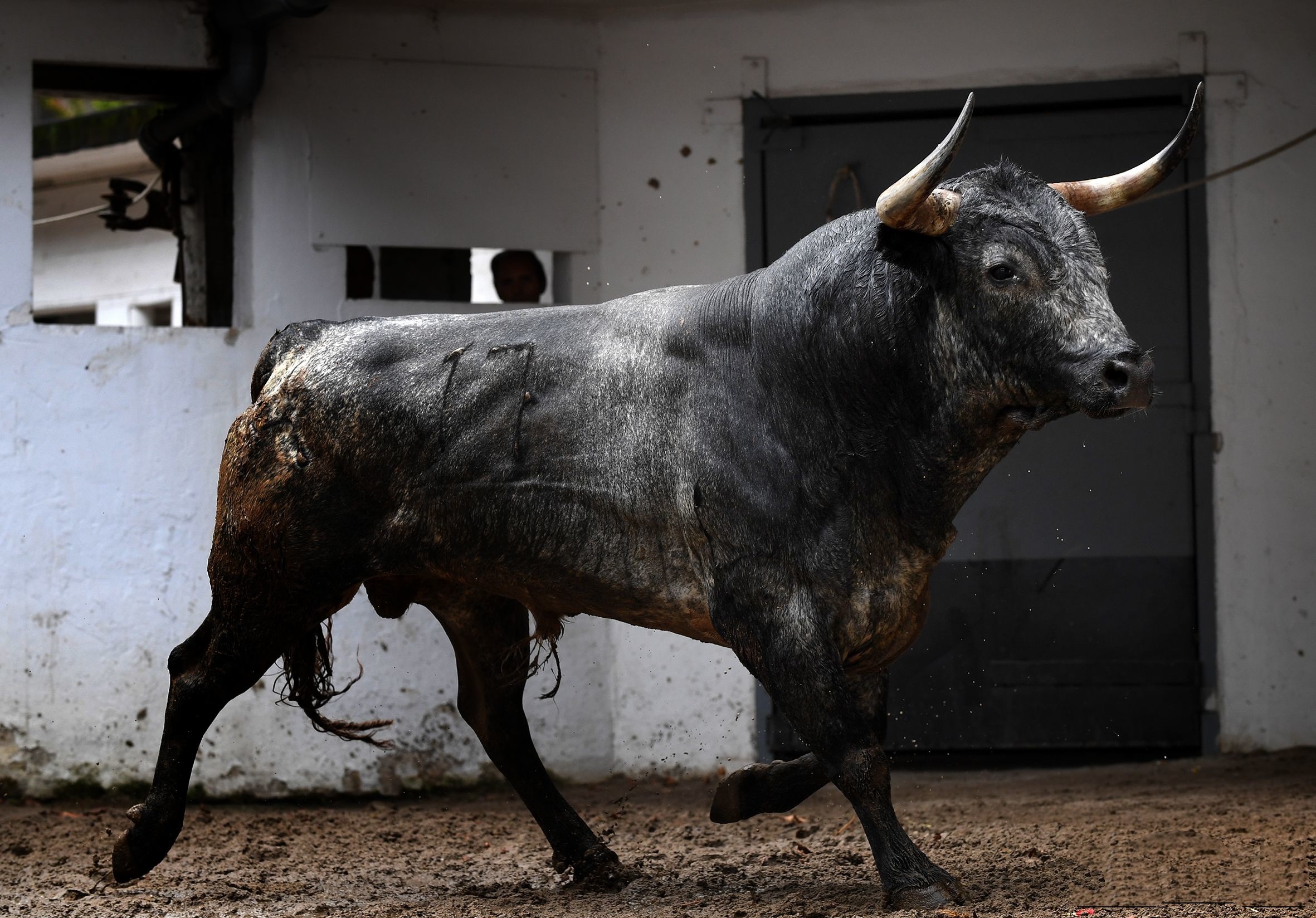 The Great Fighting Bulls Of Pamplona | The Last Arena